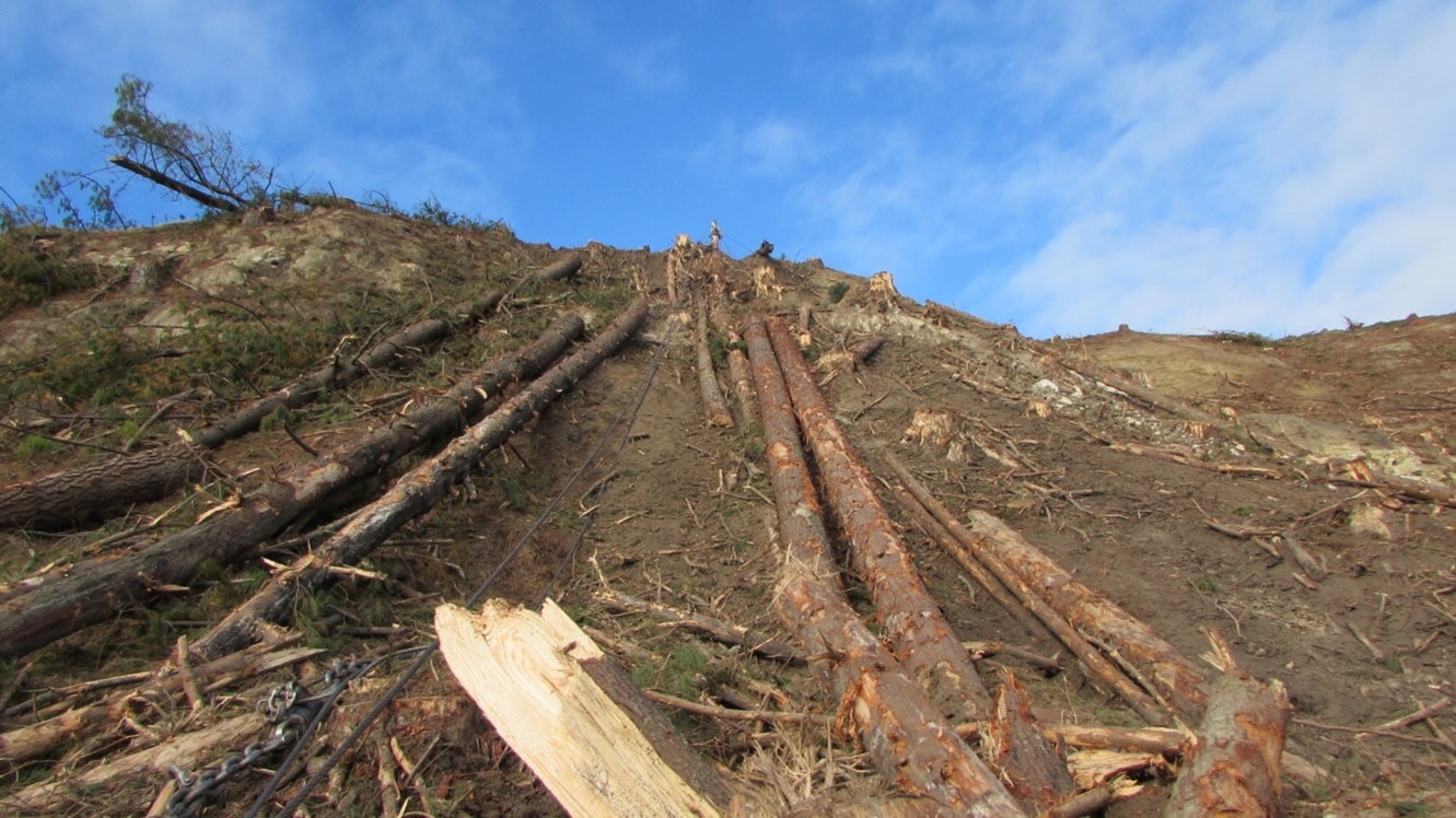 High-speed logging death adds to forestry toll | WorkSafe