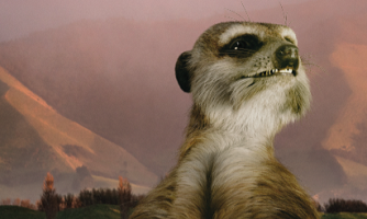 Meerkats in charge of sharing national health and safety message | WorkSafe