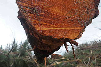 Presentations for forestry Approved code of practice (ACOP) 2025 | WorkSafe